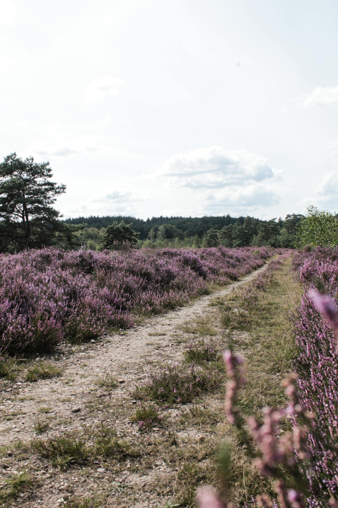 Wandelen in de veluwe: ontdek de rust van de natuur - CAMPIANO